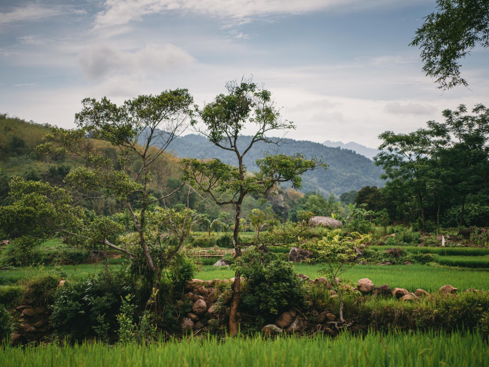 Văn Hóa Thái Qua 7 Câu Chuyện Kể | Avana Retreat